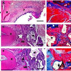 Representative sections of H&E stain (A, C and E) revealed the ...