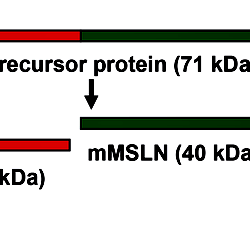 Schematic showing MSLN precursor protein, which is cleaved to MPF and ...