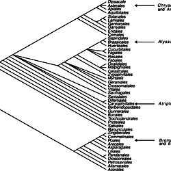 Phylogeny of major angiosperm orders with the locations of the six ...
