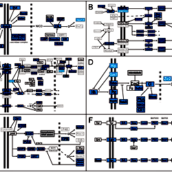 Analysis of conserved developmental signaling pathways.