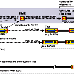 Possible mechanism for the generation of diverse non-autonomous and autonomous elements of the ...