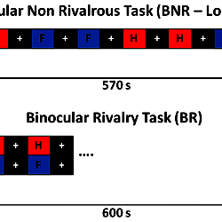 Diagrams showing the fMRI block tasks design.