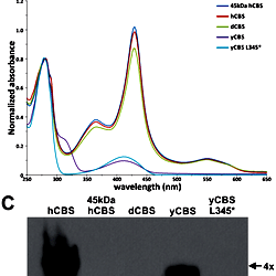 Comparison of the purified full-length and truncated CBS enzymes.