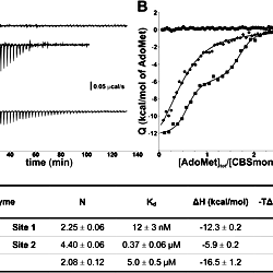 Binding of AdoMet to the examined CBS enzymes as determined by ...