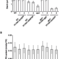 The contribution of the chloroplastic ADPG pool to the total ADPG pool ...
