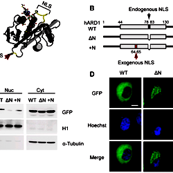 An exogenous NLS can rescue the nuclear localization of the hARD1 NLS mutant.