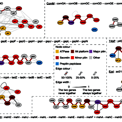 Genetic organisation of the detected systems.