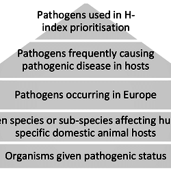 Pyramid diagram showing the prioritisation framework for pathogens ...
