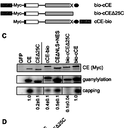 The capping enzyme C-terminus participates in assembly of the ...