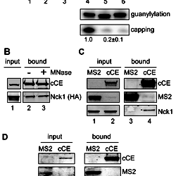 Identification of Nck1 binding to cytoplasmic CE.