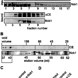 Identification of Nck1 as a component of the cytoplasmic capping complex.