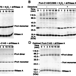 The CysP-SOH form of Prx4 is responsible for disulfide formation with ...