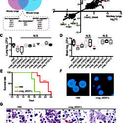 Identification of novel virulence factors in Cryptococcus neoformans.