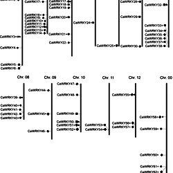 Mapping of the WRKY gene family on Capsicum annuum L.