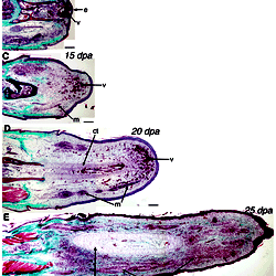 Overview of the stages of lizard tail regeneration.