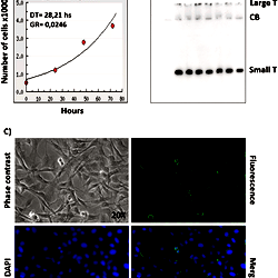 Cell line characterization.