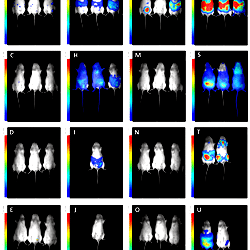 Visualisation of BLI data in untreated and CPA-treated OF-1 mice ...
