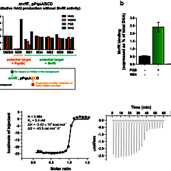Identification of the molecular target and mode of action of the MvfR ...
