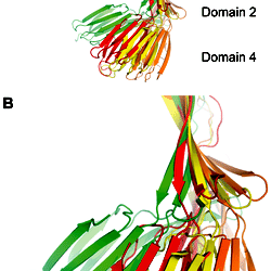 Twist of Domain 2 and its influence on Domain 4 orientation.