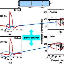 Resulting STDP learning windows taken from two different positions ...