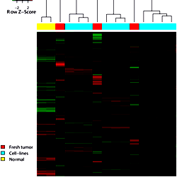 Morphology of the cell lines.