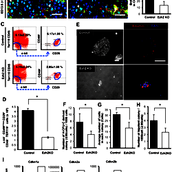 Ezh2 SET domain depletion inhibited the proliferation of hepatic ...
