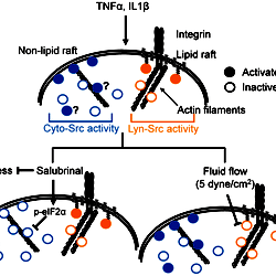 A proposed model of distinctive Src activities at different subcellular ...