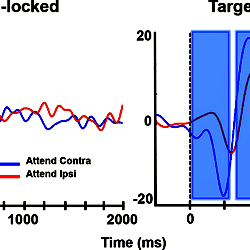 ERPs: Attention to contralateral vs. ipsilateral visual field.