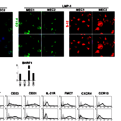 Comparison of the MEC1 and MEC2 cells.