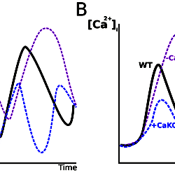 Schematic representation of the effect of deletion or activation of ...