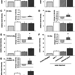 Data depicted in the larger graphs are densitometry units normalized to ...