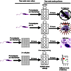 Schematic overview of the initial infection experiments.