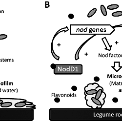Model of biofilm formation in S. fredii SMH12.