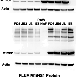 MAPK inhibitors alter CK/CHK production without reducing viral protein ...