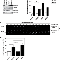 Anaphase bridges are formed by NHEJ and HR and are inhibited by CtIP ...