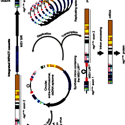 Schematic representation of the INPACT system.
