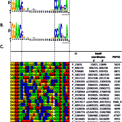 hrp promoter sequence alignment.