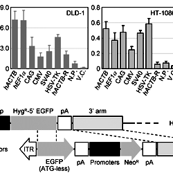 The impact of a promoter driving NeoR expression within AAV-based ...