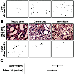 Lipid staining.
