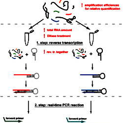 Schematic representation of stem-loop microRNA quantitative RT-PCR.
