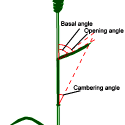 Diagrammatic representation of the basal angle (the angle between the ...