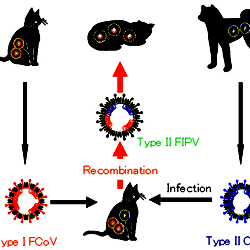 Hypothesis of emergence of type II FCoV.
