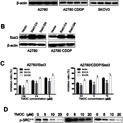 The molecular mechanism of in vitro anti-tumor effects of TMOC.