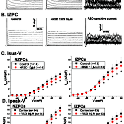 Current traces for an NZPC (A) and an IZPC (B).