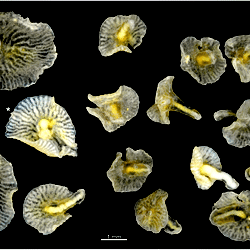 Dendrogramma gen. nov., all 15 paratypes of D. enigmatica and (with ...