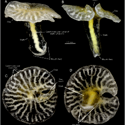 Dendrogramma enigmatica sp. nov., holotype.