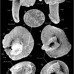 Dendrogramma enigmatica sp. nov., paratype.