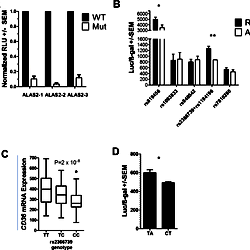 Luciferase assay of MPRA-identified variants.