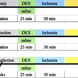 Schematic diagram of experimental design.