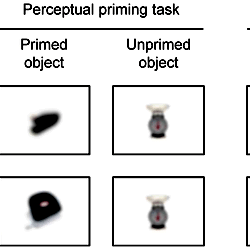Examples of the objects presented in the picture stories, perceptual priming task, and ...
